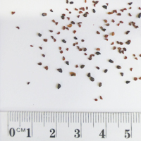 Brown Stringybark | TreeProject