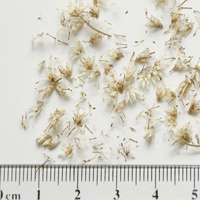 Dogwood, Common Cassinia, Dolly Bush | TreeProject