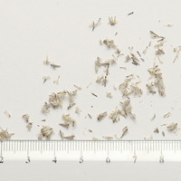 Golden Billy-buttons | TreeProject