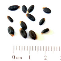 Hakea Wattle | TreeProject