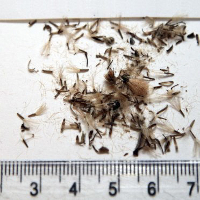 Musk Daisy-bush | TreeProject