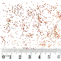 Pale Rush | TreeProject