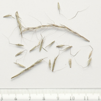 Red-leg grass | TreeProject