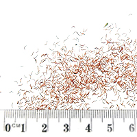 River Tea-Tree | TreeProject