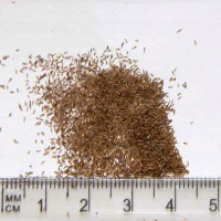 Scarlet Bottlebrush (previously known as Callistemon macropunctatus ...