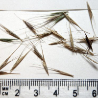 Weeping Grass | TreeProject