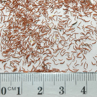 Woolly Tea-tree | TreeProject