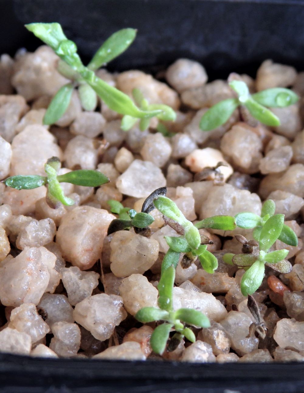 Tree Everlasting | TreeProject