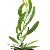 Hop Wattle | TreeProject