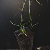 Basalt Daisy, Swamp Daisy (previously known as Brachyscome basaltica ...