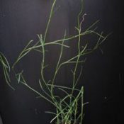 Basalt Daisy, Swamp Daisy (previously known as Brachyscome basaltica ...