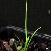 Basalt Daisy, Swamp Daisy (previously known as Brachyscome basaltica ...