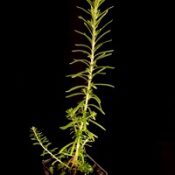 Dogwood, Common Cassinia, Dolly Bush | TreeProject