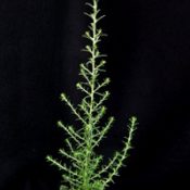 Drooping Cassinia | TreeProject