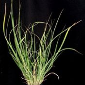 Common Wheat-grass (previously known as Elymus scaber) | TreeProject