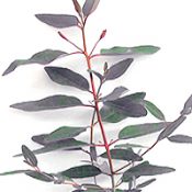 Southern Mahogany, Bangalay | TreeProject