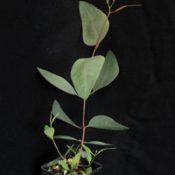 Grey Box | TreeProject