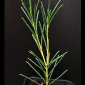 Yellow Hakea | TreeProject