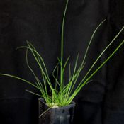 Green Rush | TreeProject