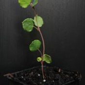 Common Flat-pea | TreeProject