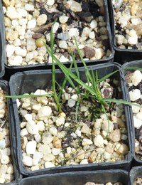 Tussock Grass | TreeProject