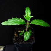 Victorian Christmas Bush | TreeProject