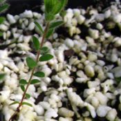 Golden Bush-pea | TreeProject