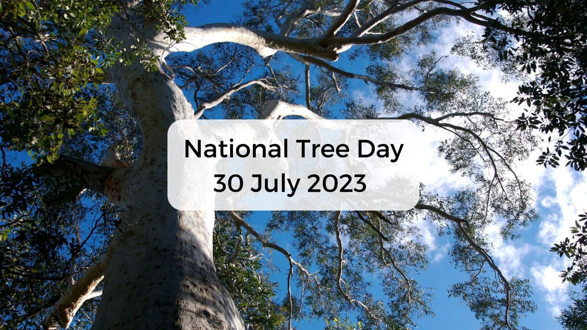 National Tree Day | TreeProject