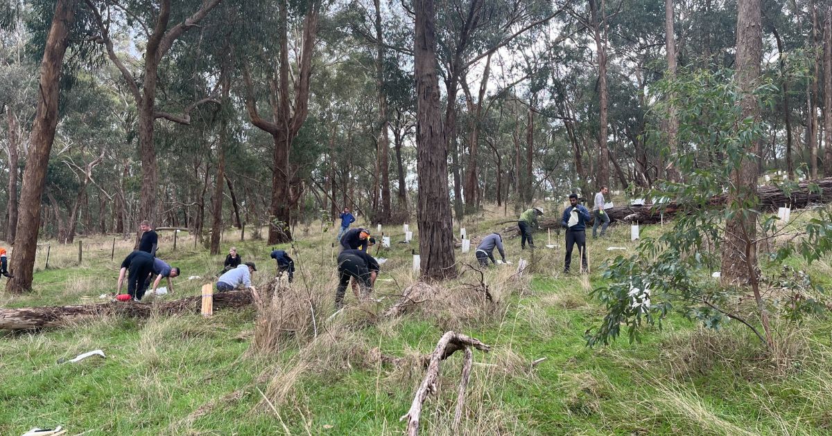 Corporate Tree Planting | TreeProject