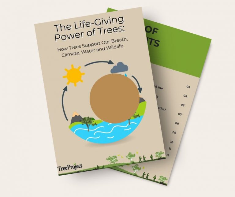 The Life-Giving Power of Trees | TreeProject